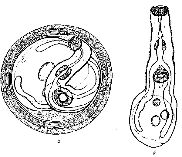 Anatamaíocht Stephanostomum faponicum 14805_3