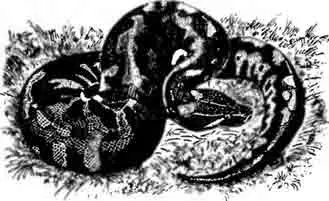 GENUS PYTHON GENUS PYTHON DAUDIN, 1803