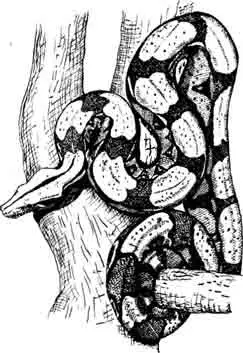 GENUS BOA, ose REAL BOA GENUS BOA LINNAEUS, 1758