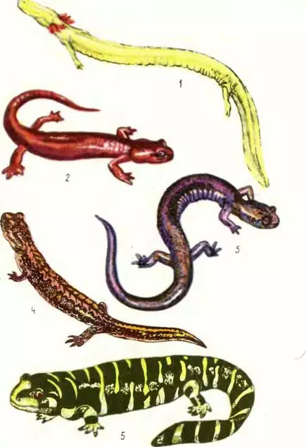 TABELA I: 1 - Proteus evropian, ose Olm Proteus anguineus, 2 - salamandër me kalcium Hydromantes brunus, 3 - salamandër me squfur dalasian Plethodon larselli, 4 - salamandër e re malore meksikane Plethodon neomexicanus, 5 - salamandër tigër Ambysty