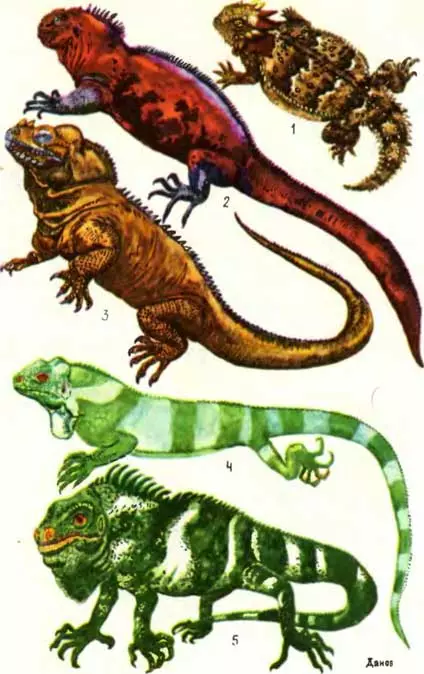 TABELA XI: 1 - hardhucë ​​e bretkosës së Teksasit Phrynosoma coronatum, 2 - iguana detare Amhlyrhynchus cristatus. 3 - Cyclura cornuta rhinoceros iguana, 4 - iguana fijane me shirita Brachylophus fasciatus, 5 - iguana fixhiane me bark të ndotur Brachylophus vitiensis