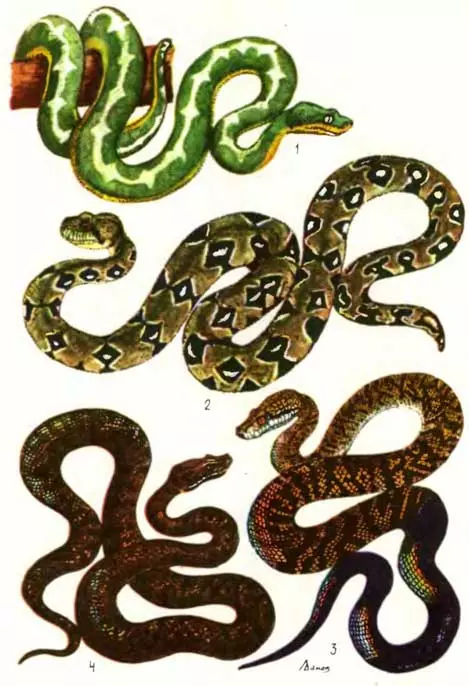 TABELA XII: 1 - ngushtues boa me kokë qeni Corallus caninus, 2 - barbore arboreale Boa constrictor Sanzinia madagascariensis, 3 - shtrëngues i hollë i boës me buzë të lëmuar Epicrates striatus, 4 - Shtrëngues boa me buzë të lëmuar Porto -Rikane Epicrates inornatus