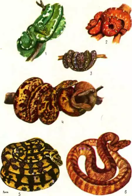 TABELA XIII: 1 - python i pemës së gjelbër Chondropython viridis, 2, 3 - pythonët e pemëve jeshile (të miturit), 4 - python timorese Python timoriensis, 5 - python rombik, ose gjarpërin e qilimit Morelia spilota, 6 - Australian Ramsey python Aspidites ramsayi