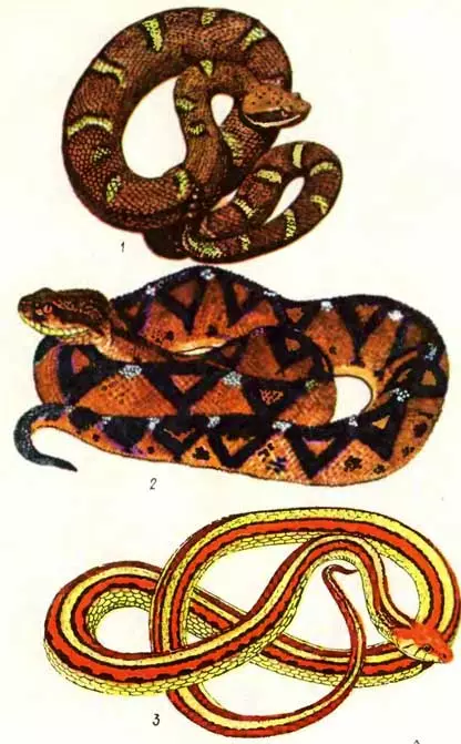 표 XV: 1 - 볏이 있는 방울뱀 CrOtalus willardi willardi, 2 - bushmaster 또는 surukuku Lachesis muta, 3 - 일반적인 가터스 뱀 Thamnophis sirtalis tetrataenia