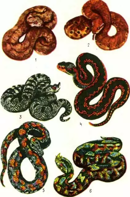 표 XVI: 1 - Latifi's viper Vipera latifi, 2 - MacMagon's sand viper Eristicophis macmahoni, 3 - Vipera ammododytes transcaucasiana viper, 4 - 백인 독사 Vipera kaznakowi, 5 - Viper Raddeic - Vipera raddei 노즈 바이퍼