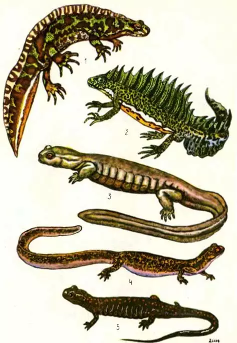 TABELA II: 1 - trëndafili i mermerizuar Triturus marmoratus, 2 - Trevë e Azisë së Vogël Triturus vittatus, 3 - Semirechensky bretkocë Ranodon sibiricus, 4 - Triton me kthetra Ussuri Onychodactylus fische cauri, 5 - salamandër Kaukaziane me bisht të gjatë Mertensiella