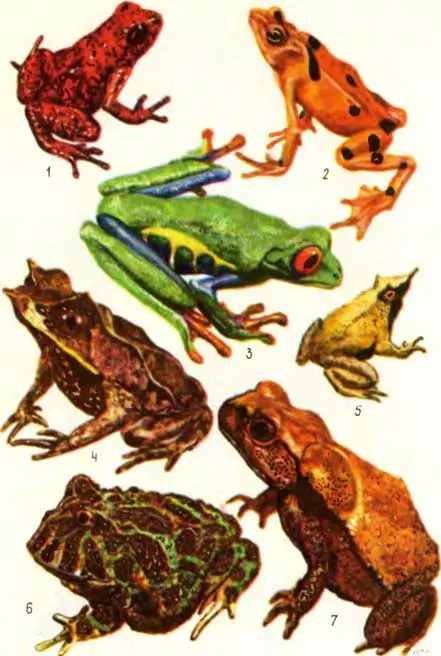 TABELA III: 1 - bretkosa me helm të kuq Dendrobates speciosus, 2 - atelopë e larmishme Atelopus zeteki, 3 - bretkosa e pemës së Amerikës Qendrore Agalychnis callidryas, 4 - nuskë me brirë aziatike Megophrys nasuta, 5 - model rhinoderma e Darvinit Rhynoderma darwoda, Cephyn