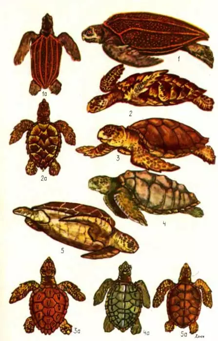 TABELA V: 1 - breshkë lëkure Dermochelys coriacea, 2 - bissa Eretmochelys imbricata, 3 - breshkë krimbare, ose barbore Caretta caretta, 4 - ulliri ridley Lepidochelys olivacea, 5 - jeshile, ose supë, breshkë Chelonia, mydas, 4, - breshkat e porsalindura