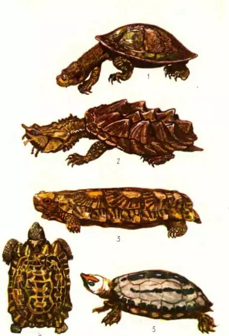 표 IV- 1 - rheodites Rheodytes leucops, 2 - 줄무늬 거북이, 또는 matamata Che 및 fimbriate 3 - 탄성 거북이 Malacochersus 전, 4 - 거미 거북이 Pyxis arachnoides, 5 - Callagur Borneoens.s