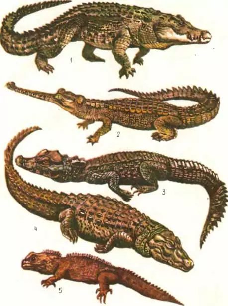 TABELA VI: 1 - Krokodili i Nilit Crocodylus niloticus, 2 - Gangetic gavial Gavialis gangeticus, 3 - krokodili me hundë të hapur Osteolaemus tetraspis, 4 - Aligatori Mississippi Alligator mississippiensis, 5 - Tuatara, ose tuatatus Sphenodon