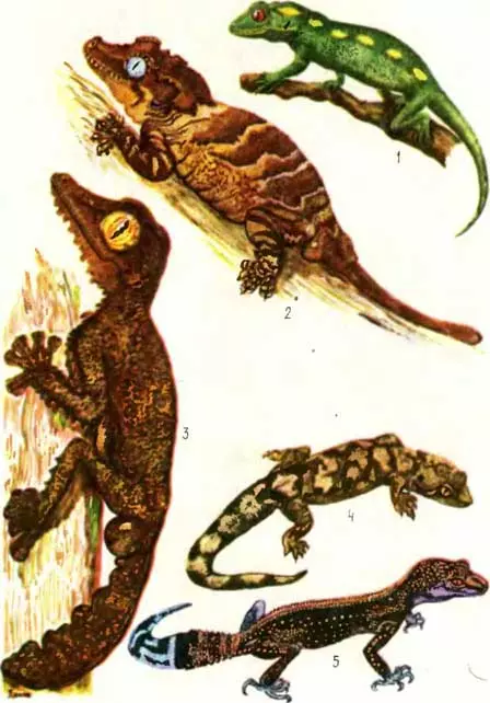 TABELA VII: 1 - naultinus i hollë Naultinus elegans, 2 - veshë me kaçkë të re Caledonian Rhacodactylus auriculatus, 3 - gecko me bisht të sheshtë Uroplatus fimbriatus, 4 - Gecko viviparous Pacific Hoplodactylus pacificrisusphus, 5 - Geck Japanese