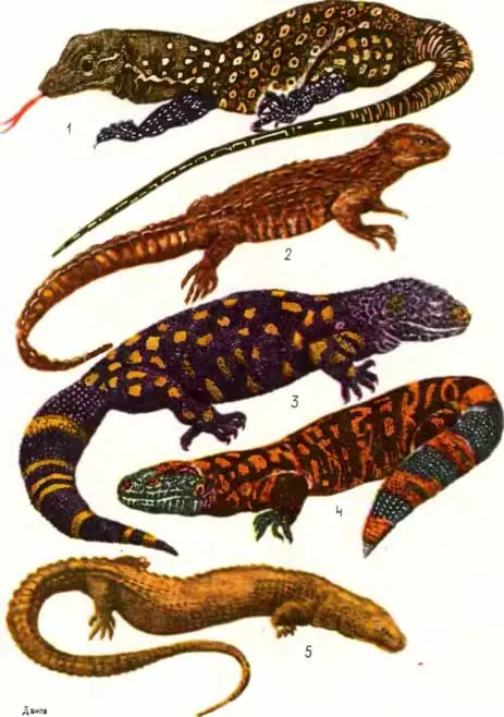 TABELA VIII: 1 - hardhucë ​​Timorese monitor Varanus timorensis, 2 - krokodil shinisaurus Shinisaurus crocodilurus, 3 - meksikane me gishta me dhëmbë, ose eskorpion Heloderma horridum, 4 - zhelate, ose gila -përbindësh Heloderma suspum, 5 - lindje pa veshë