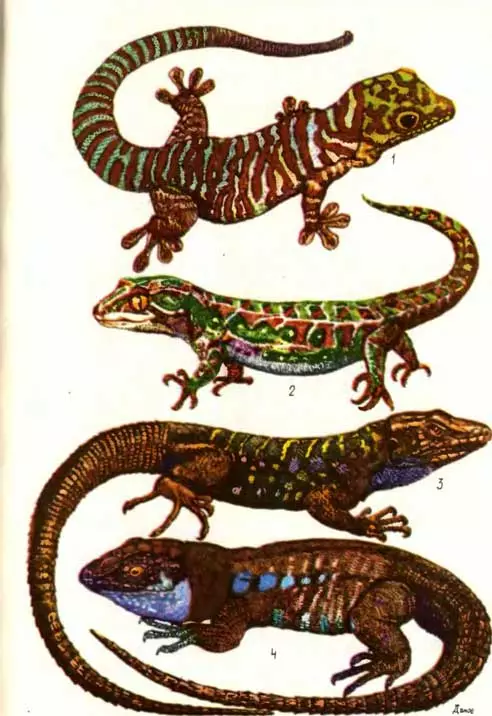 ცხრილი IX: 1 - დგას felzuma Phelsuma standingi, 2 - viviparous gecko Hoplodactylus rakiurae, 3 - Eisentraut's Canary lizard Gallotia galloti eisentrauti, 4 - Gallotia galloti plamae კანარის ხვლიკი