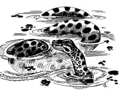 CENAZA ANACONDA, an WELERNN CENUS EUNECTES WAGLER, 1830