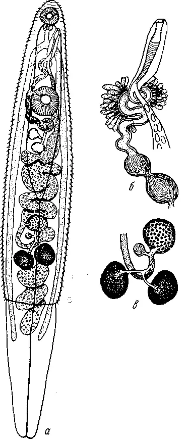 Hemiurus luhei Odhner ، 1905 14953_2