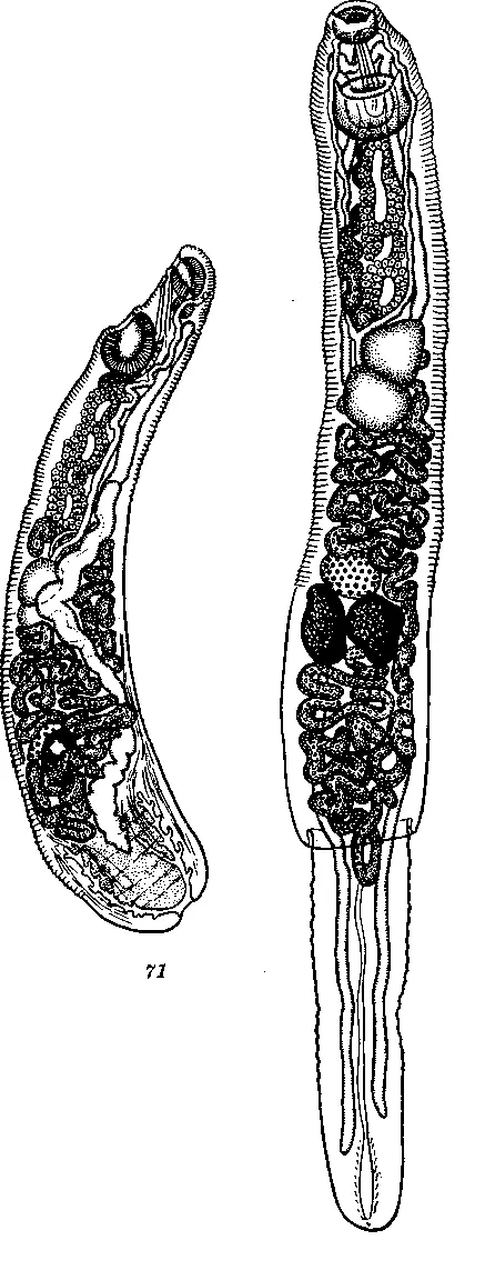 Hemiurus luhei Odhner ، 1905 14953_3