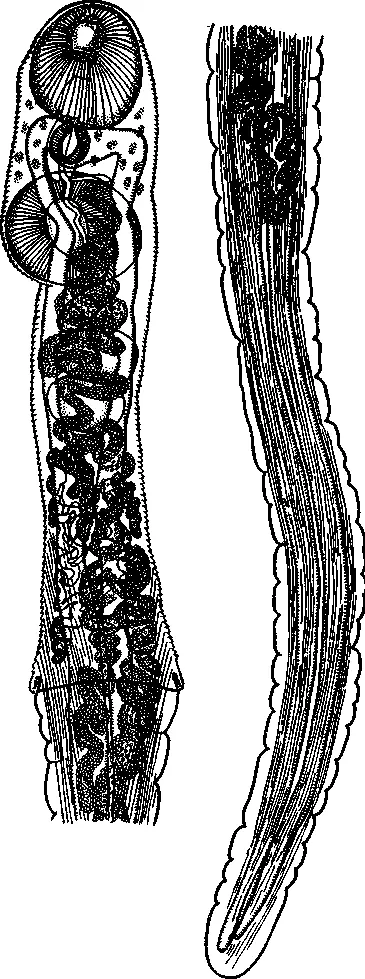 Anatomie van Dinurus longisinus 14959_2