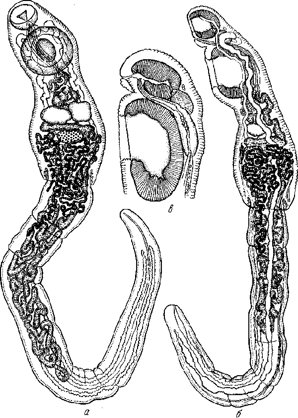 آناتومی Dinurus longisinus 14959_3