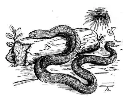 مار GENUS RUBBER GENUS CHARINA خاکستری ، 1849