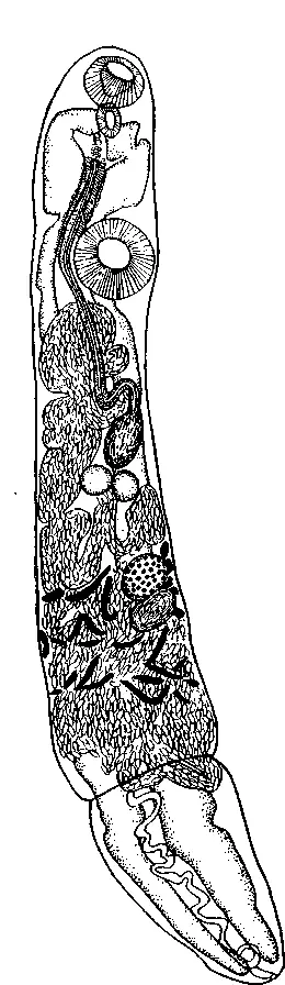 Anatomia Clupenurus piscicola 14970_2