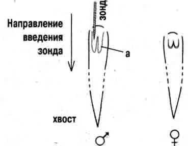 Klangschema vu grousse Eidechsen: a - männlech Hemipenis