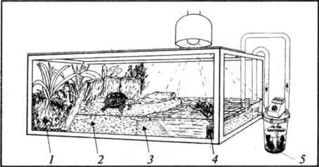 Afb. 8. Aquaterrariuminrichting voor waterschildpadden aangeboden door sera (Duitsland): 1 — turf en grind; 2 — grind; 3 — platte stenen; 4 — verwarming; 5 — krachtige externe filter van het filterbustype.