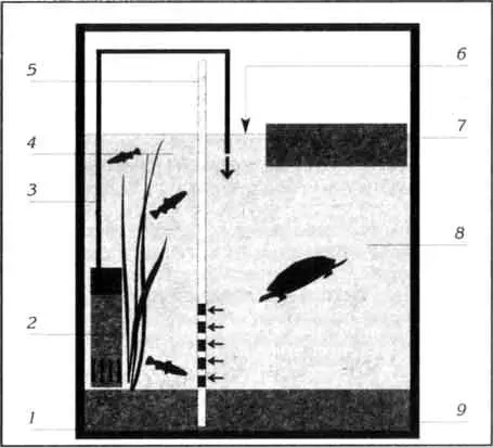 Arreglo de un acuario decorativo para tortugas.