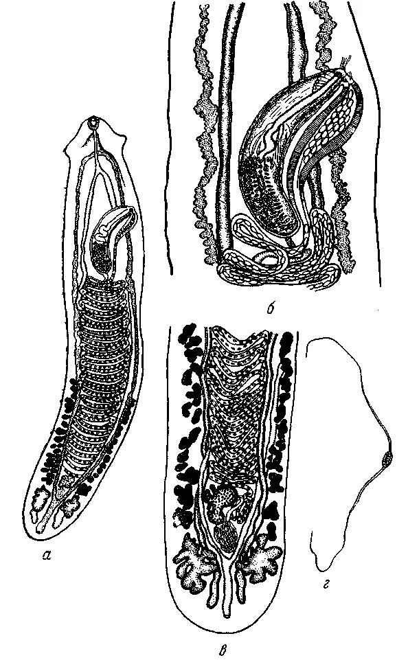 Pleurogonius linearis Looss, 1901 yil 15328_2