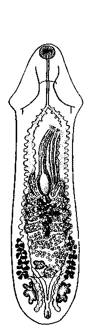 Lýsing Pleurogonius linearis 15330_2