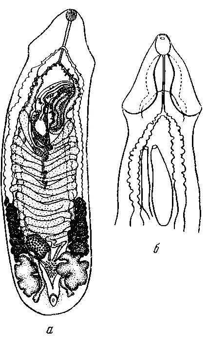 Opis Pleurogonius linearis 15330_3