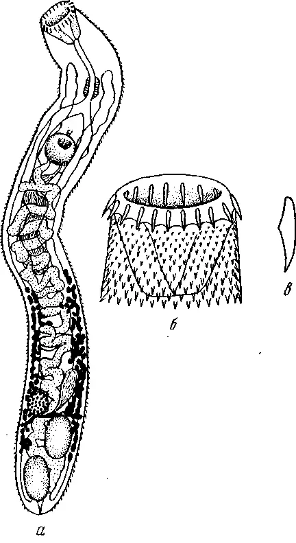 Acanthostomum praeterium (Looss, 1901) 15429_2