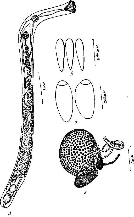 Acanthostomum praeterium (Looss, 1901) 15429_3