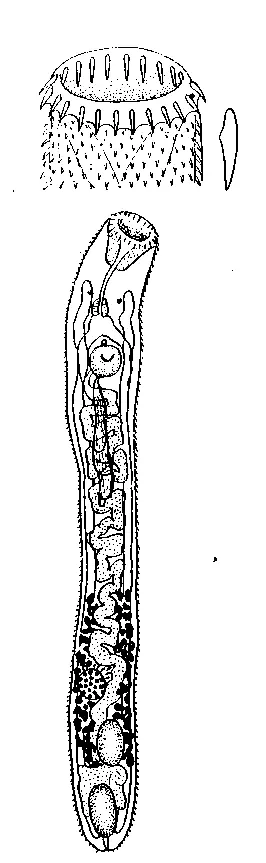 Acanthostomum praeterium (Looss, 1901) 15429_4