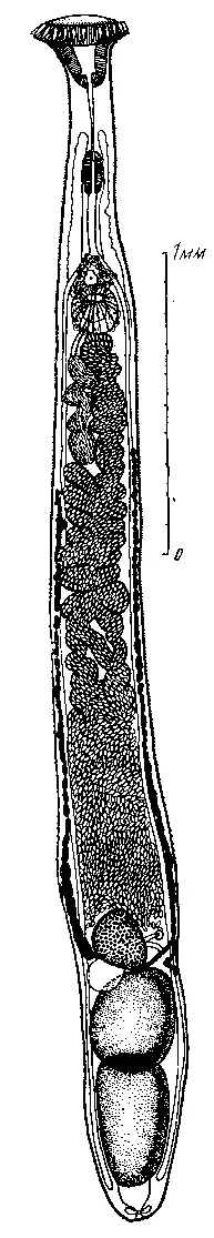 Acanthostomum praeterium (Looss, 1901) 15429_5