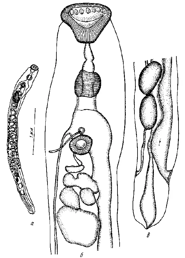 Atrophecoecum diploporum (Stunkard ، 1931) موروسوف ، 1955 15444_2