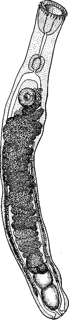 Atrophecoecum diploporum (Stunkard, 1931) Morosov, 1955 15444_3