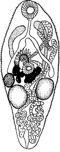 Gymnophallus micropharyngeus (Luhe, 1898) Odhner, ka selemo sa 1900 15505_2