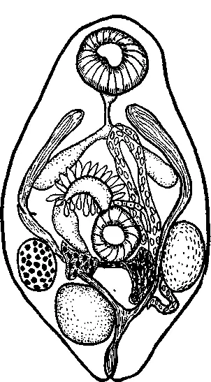 Gymnophallus ödemi Lister, Jameson və Nicoll, 1913 15511_2