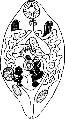 Gymnophallus oedemiae Lister, Jameson et Nicoll, 1913 15511_3