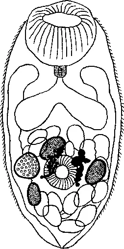 Gymnophallus oedemiae Lister, Jameson et Nicoll, 1913 15511_4