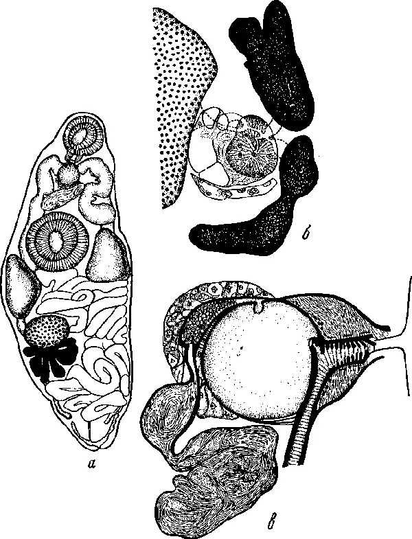 Lecithochirium macrorchis의 해부학 적 특징 15517_2