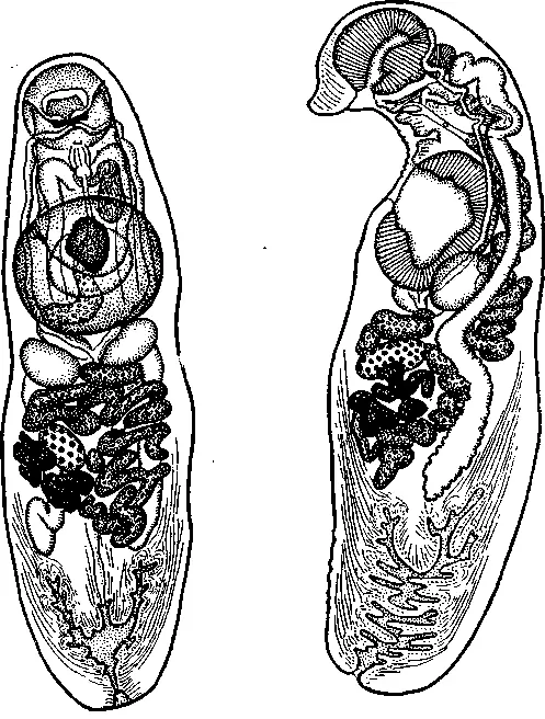 Dissosaccus medius (Acena, 1941) Skrjabin en Guschanskaja, 1955 15559_2