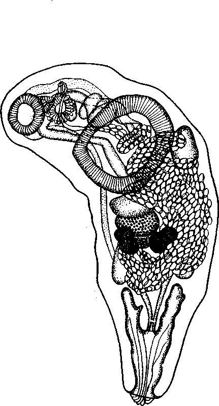 Dissosaccus medius (Acena, 1941) Skrjabin et Guschanskaja, 1955 15559_3