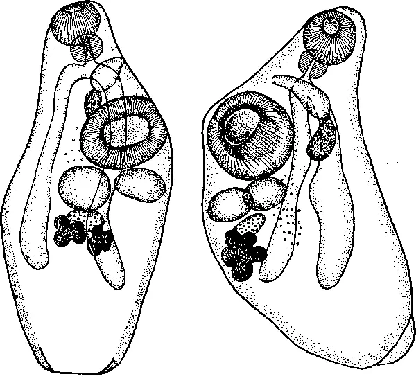 Faʻamatalaga Brachyphallus brachygobii 15562_3