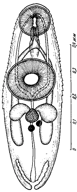 Faʻamatalaga Brachyphallus brachygobii 15562_4