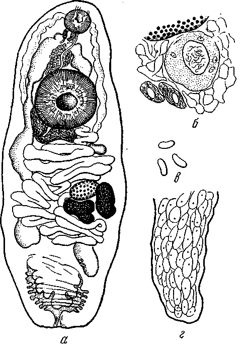 Beskrivning av Adinosoma robusta (efter Munter, 1934) 15652_2