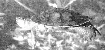 Turtle lagbaye eke (GRAPTEMYS PSEUDOGEOGRAPHICA)