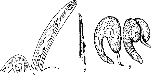 Окадагийн Didymocystis wedli -ийн тайлбар 15724_2