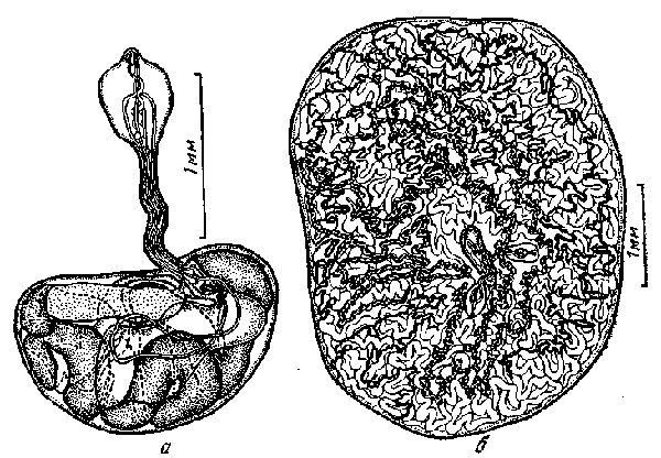 Tricharrhen Poche cinsi, 1925 15800_2