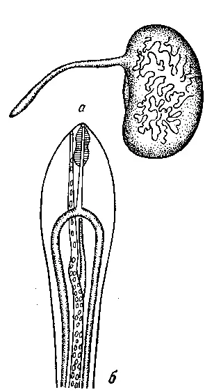 Kufotokozera Didymocystis thynni 15803_2